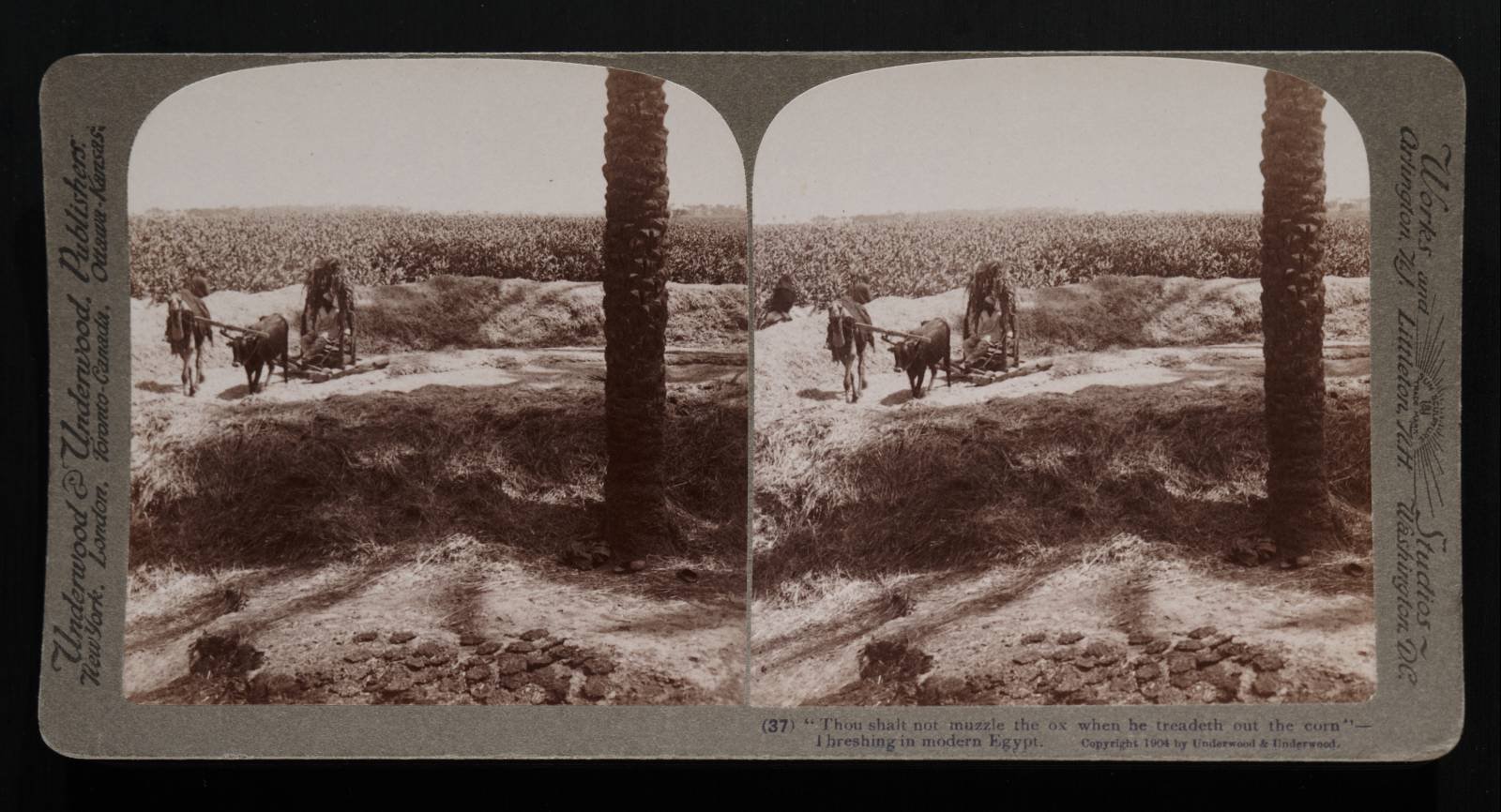 “thou Shalt Not Muzzle The Ex When He Treadeth Out The Corn ...