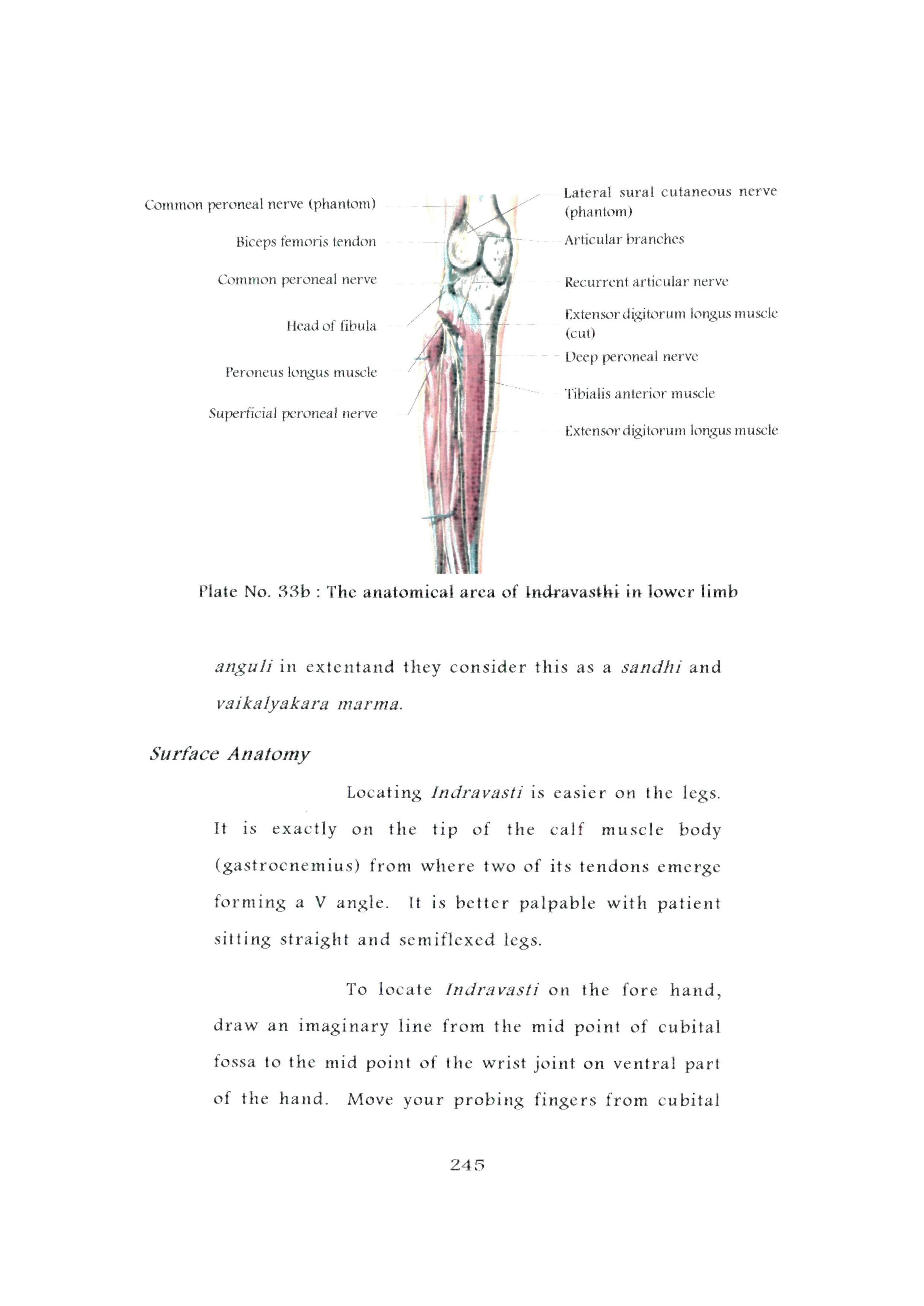 Study of Marmas [Part 2] [page 147]