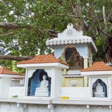Bodhi Tree: Significance and symbolism