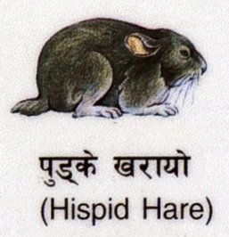 Pudke Kharayo (Hispid Hare) [IMM - Flora and Fauna]
