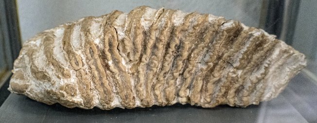 Archidiskodon Planifrons [Nepal: Natural History Gallery]