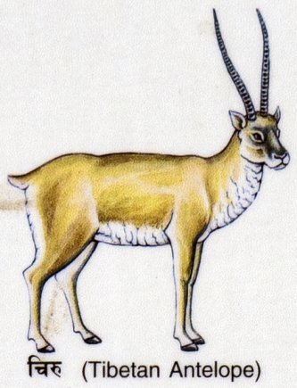 Ciru (Tibetan Antelope) [IMM - Flora and Fauna]