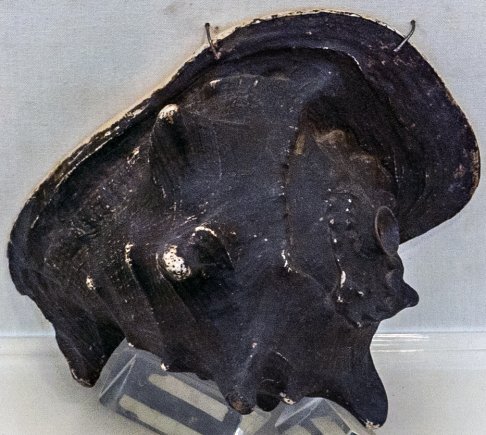 Conch (musical instrument) (17th century) [New Delhi Museum—Musical ...