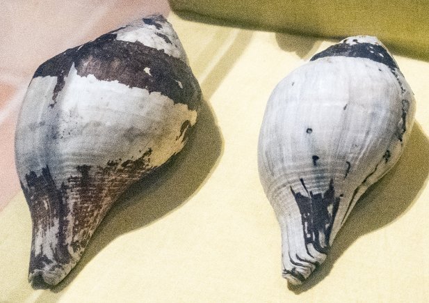 Conch Shells (from the Avondster) [Maritime Museum (Galle)]