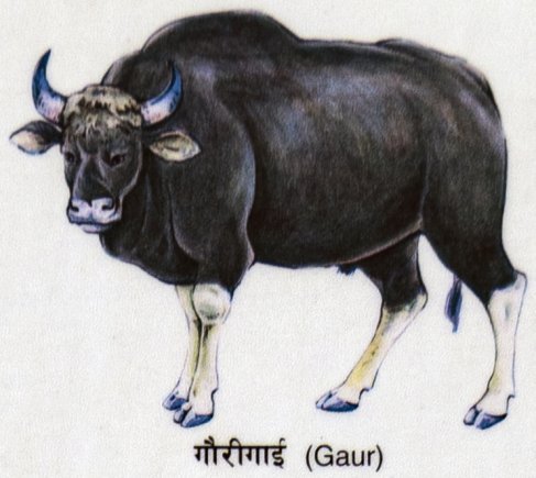 Gaurigarh (Gaur) [IMM - Flora and Fauna]