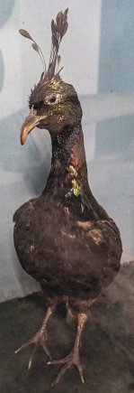 Impeyan Pheasant [Nepal: Natural History Gallery]