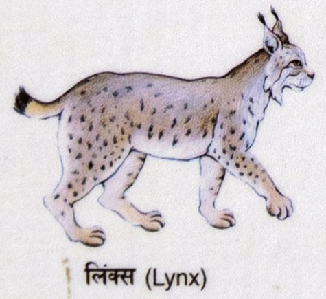 Lynx [IMM - Flora and Fauna]