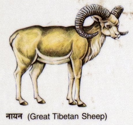 Nayana (Great Tibetan Sheep) [IMM - Flora and Fauna]