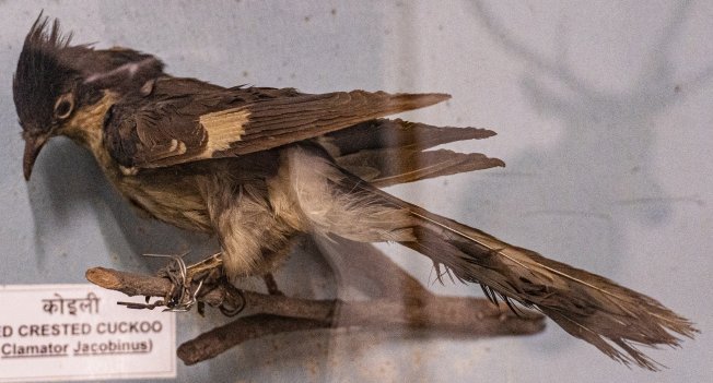 Pied-crested Cuckoo [Nepal: Natural History Gallery]
