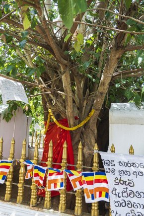 Temple tree [Tissamaharama Vihara]