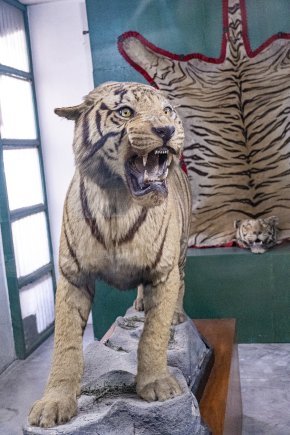 Tiger (Panthera tiger) [Nepal: Natural History Gallery]