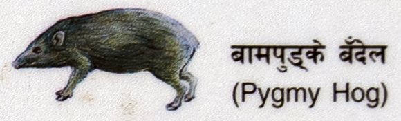 Bampudke Bandel (Pygmy Hog) [IMM - Flora and Fauna]