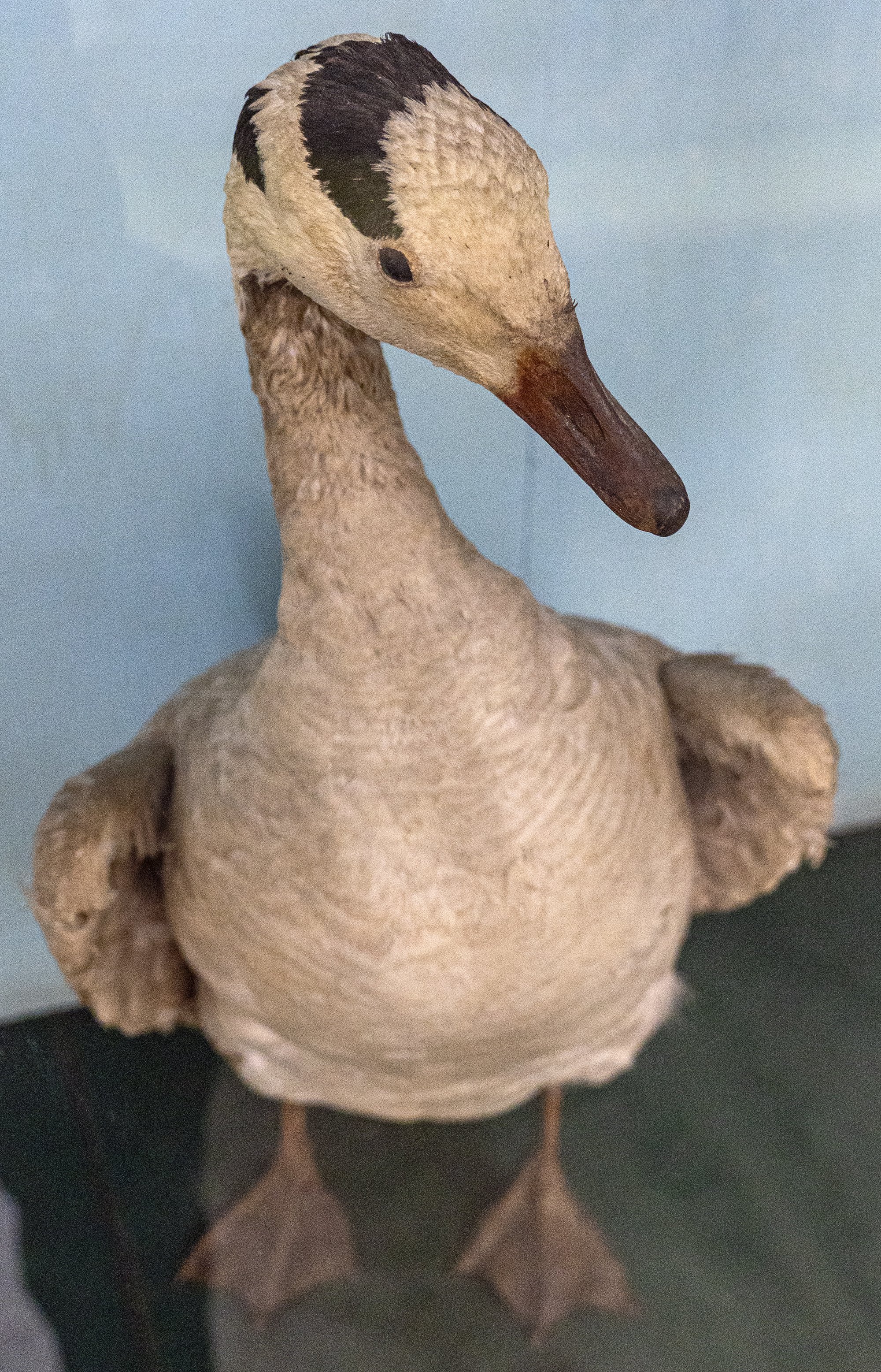 Hamsa: Significance and symbolism