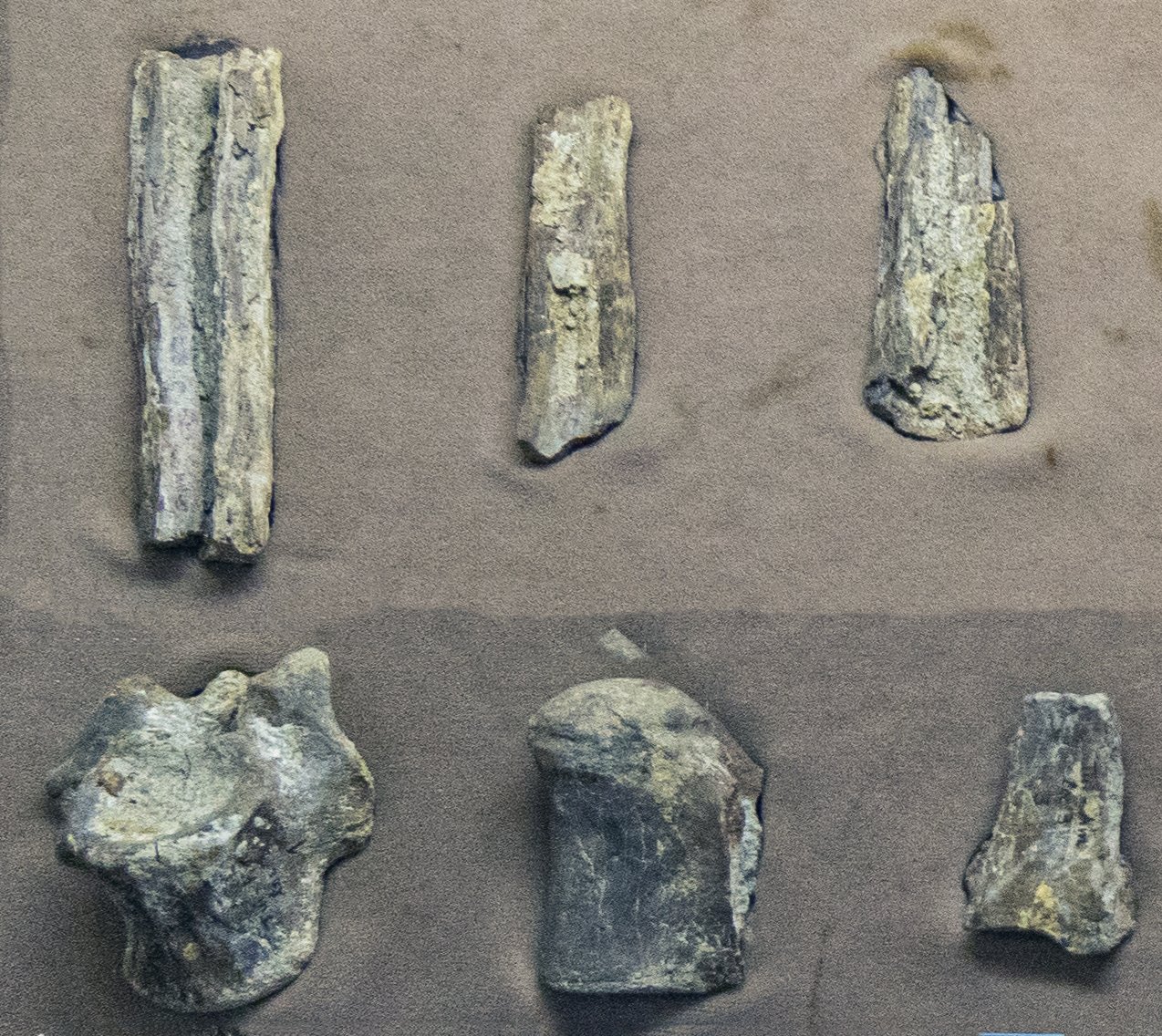 Bone fossils of different Animals [Nepal: Natural History Gallery]