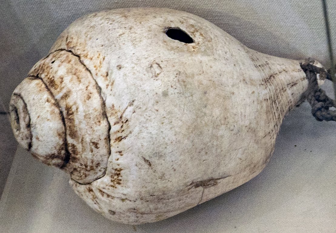 Conch (Shankha) (from South India ) [New Delhi Museum—Musical Instruments]