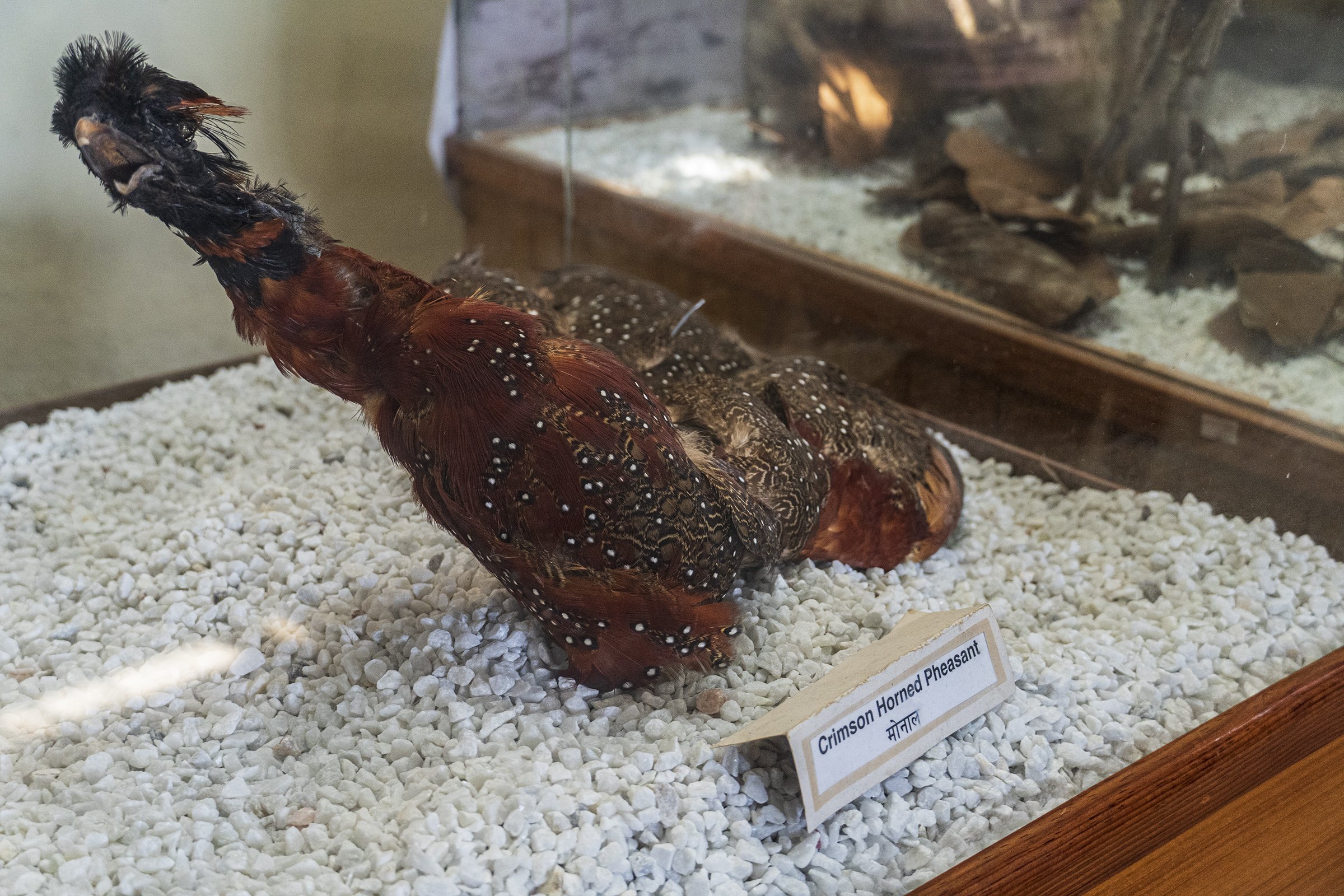 Crimson Horned Pheasant