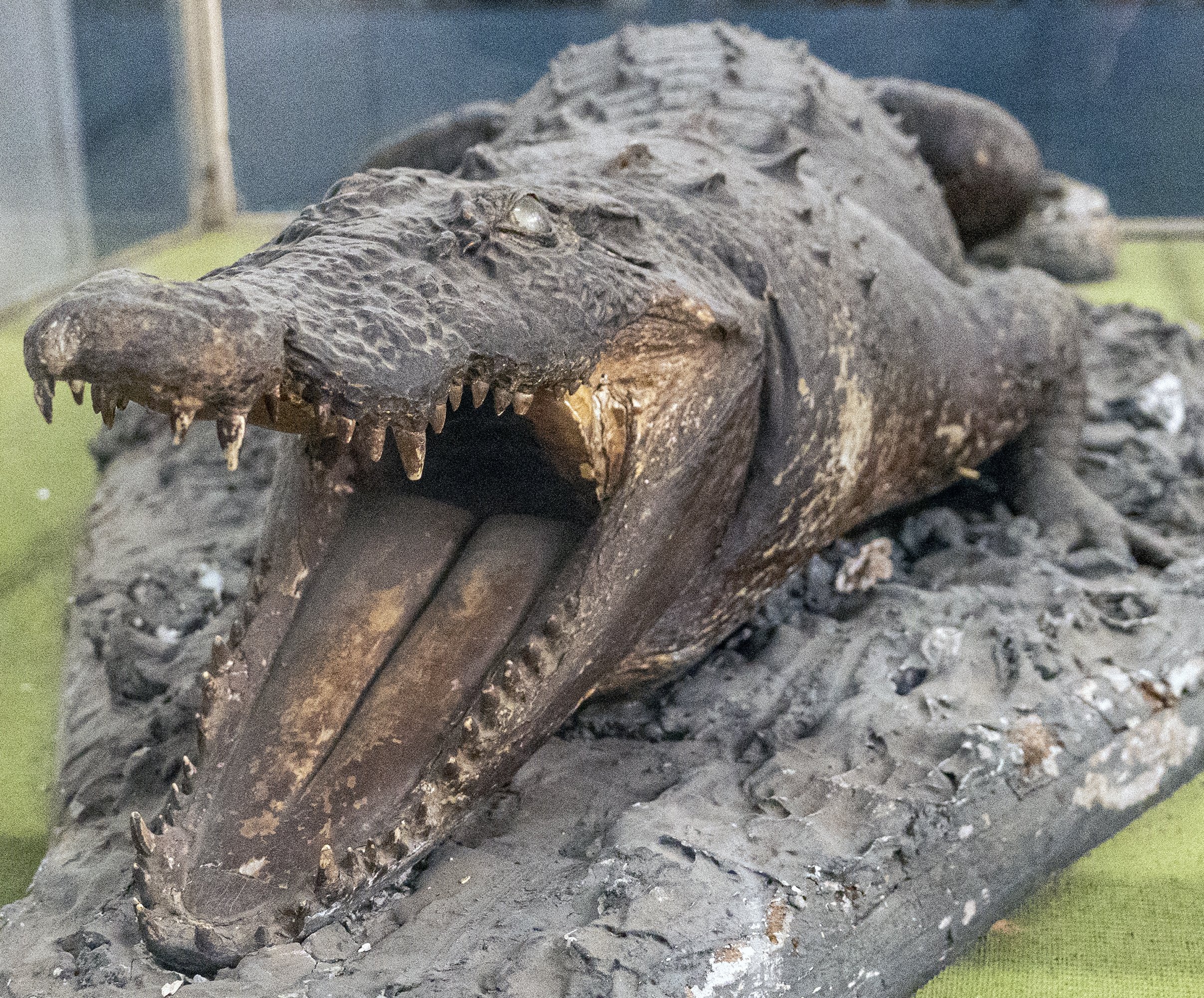 Crocodile: Symbolisme et signification