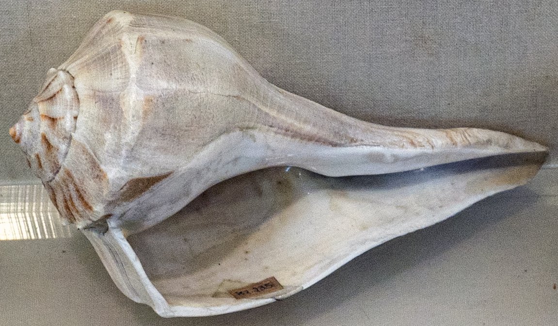 Dakshinavrati Conch (from South India) [New Delhi Museum—Musical ...