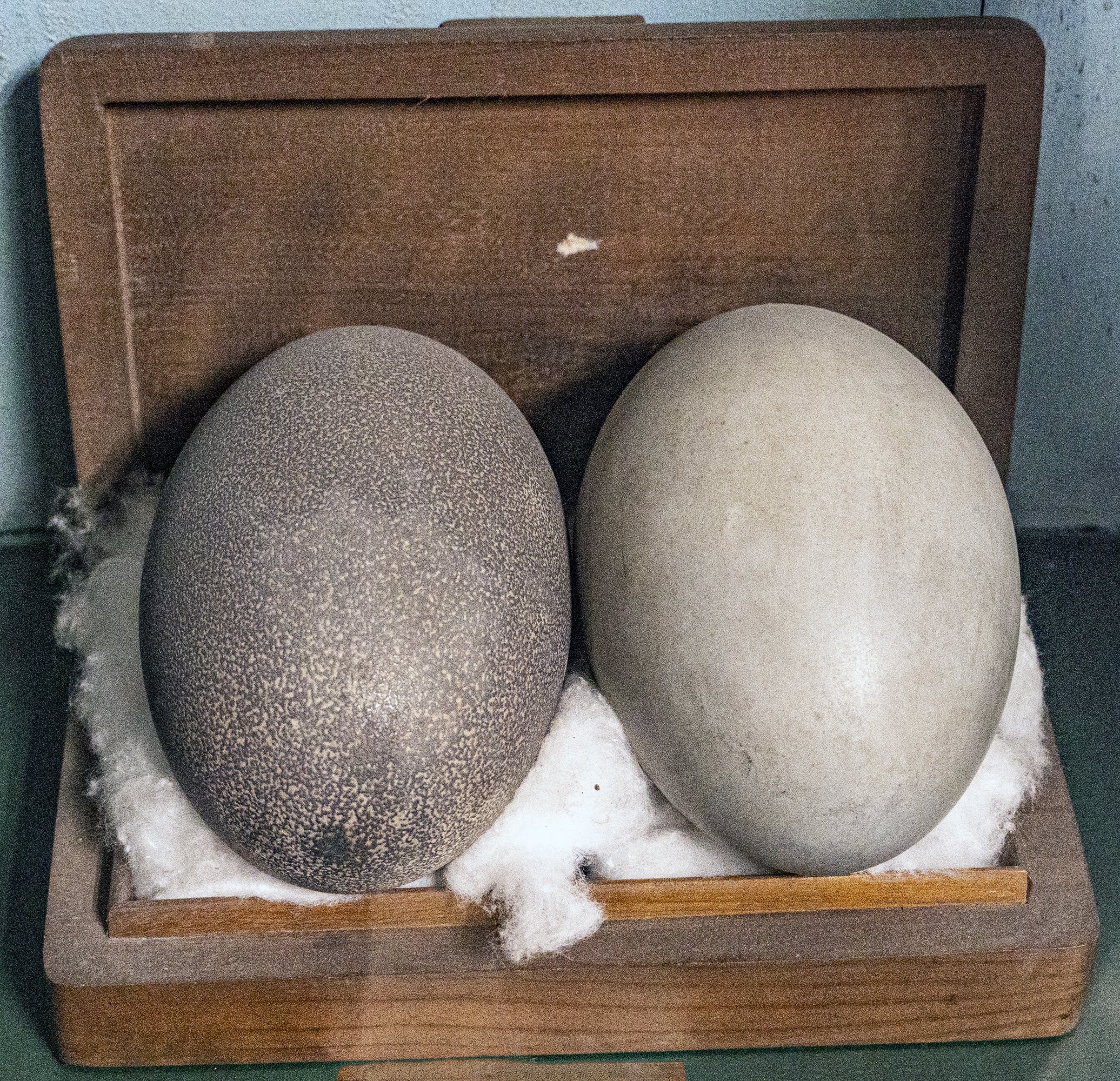 Egg of Emu [Nepal: Natural History Gallery]