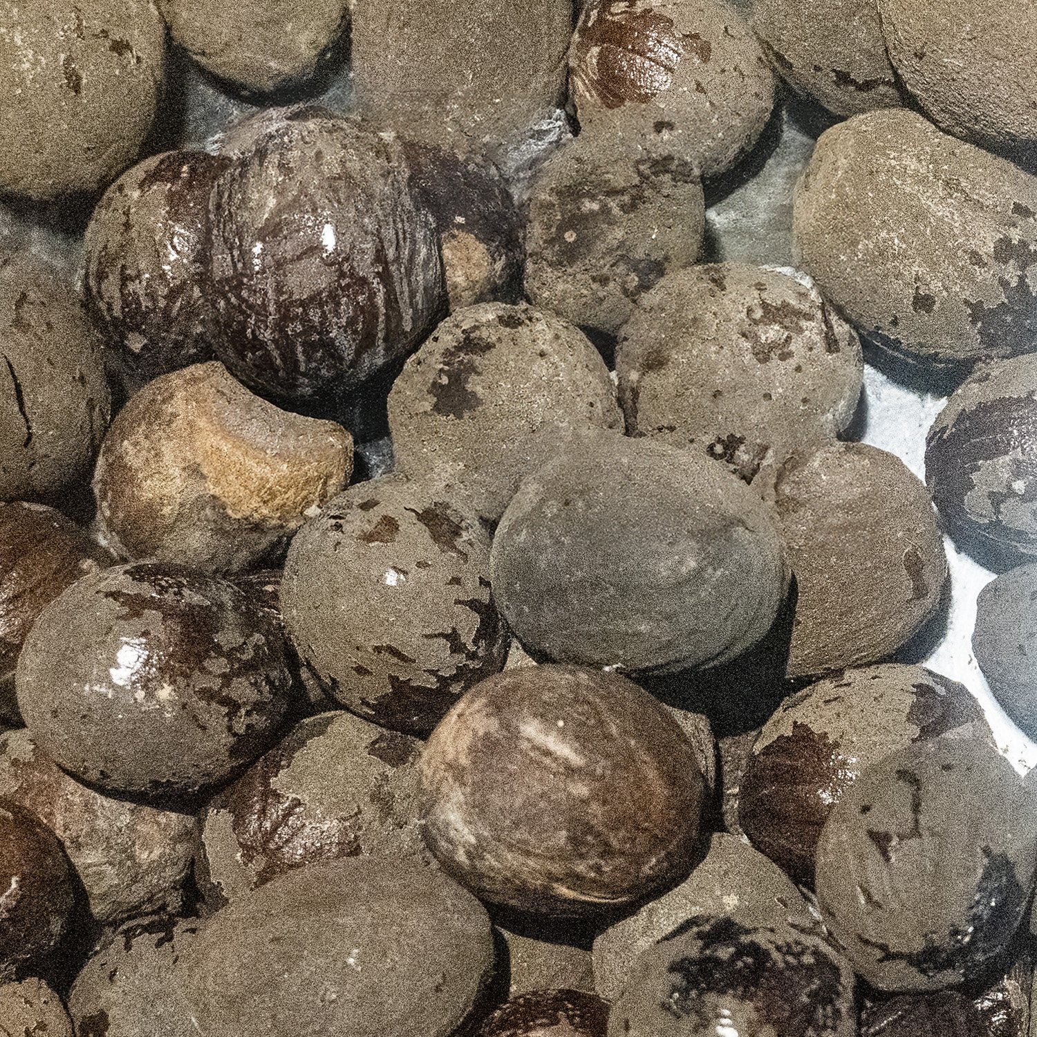 Exported Spices: Nutmeg [Maritime Museum (Galle)]