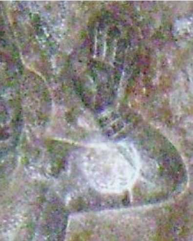 Figure 281 [Sculptural Art of the Pallava Period]