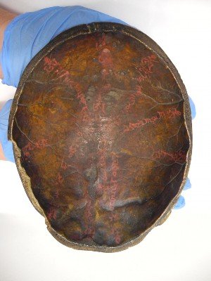 ImageJ software: Significance and symbolism