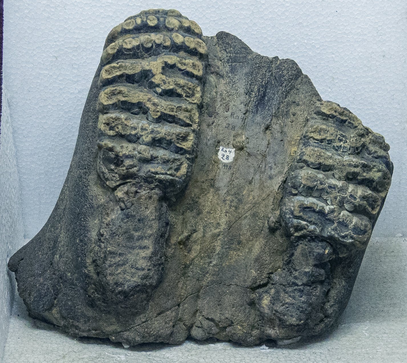Fossilised teeth of an Elephant [Nepal: Natural History Gallery]