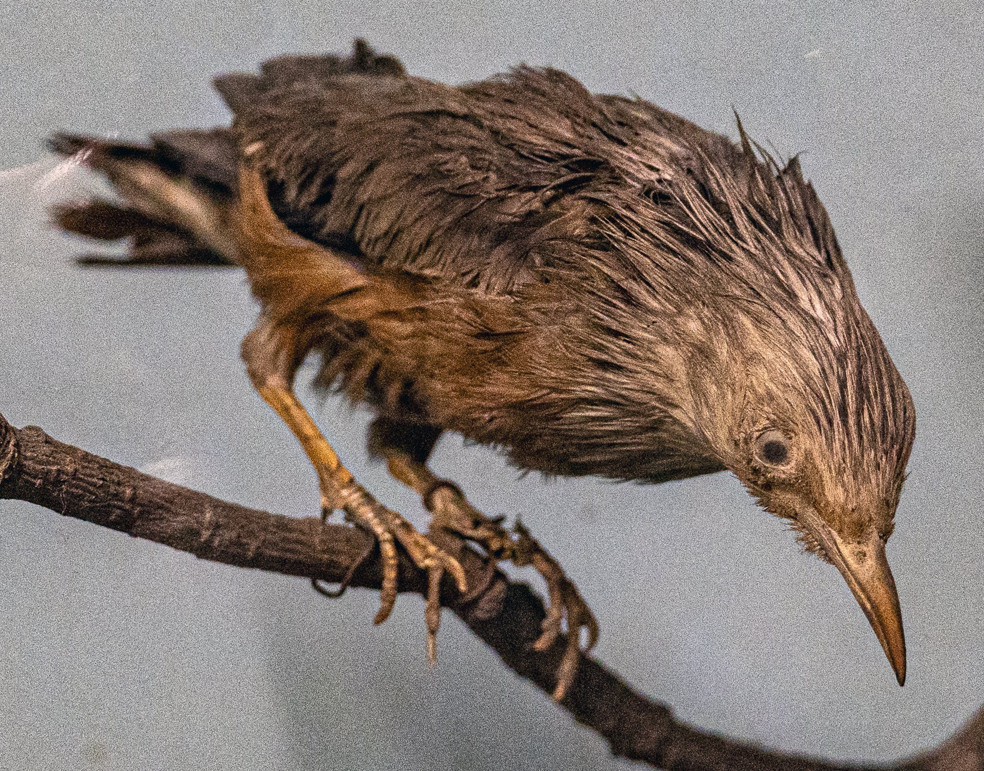 Grey-headed Myna [Nepal: Natural History Gallery]