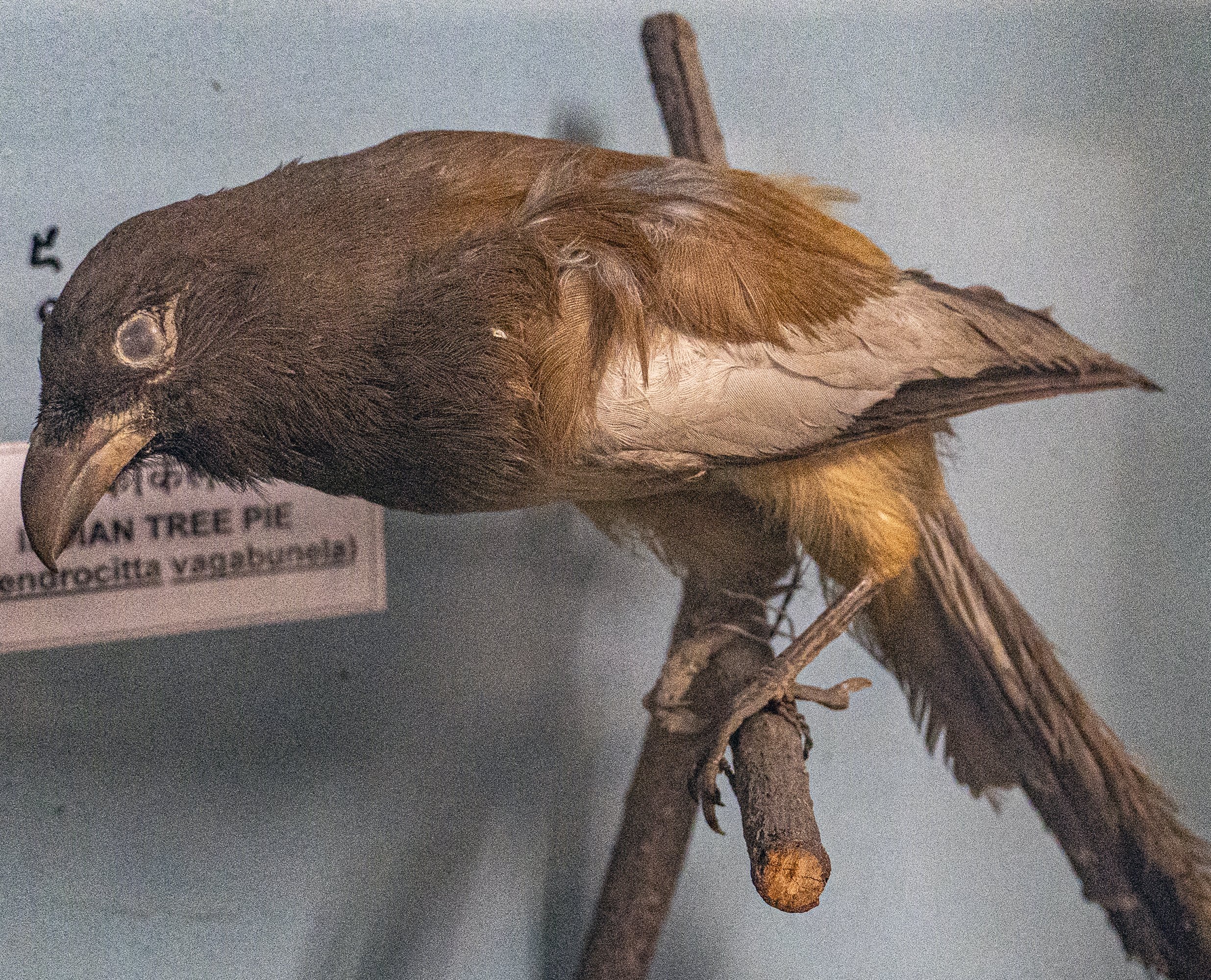 Indian Tree Pie [Nepal: Natural History Gallery]