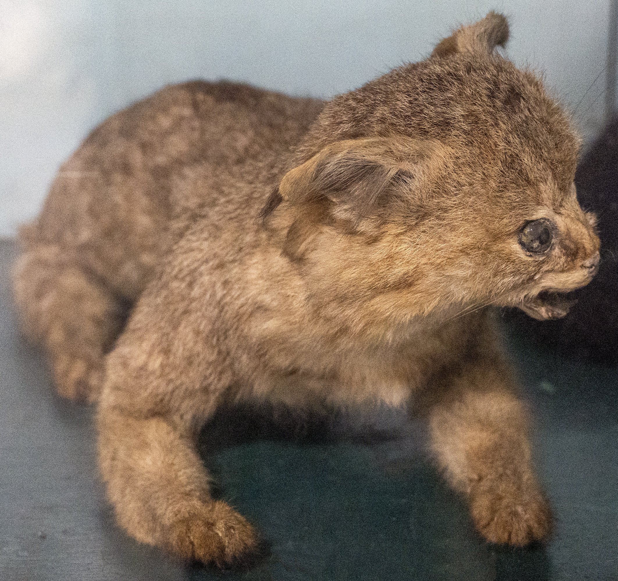 Jungle Cat [Nepal: Natural History Gallery]