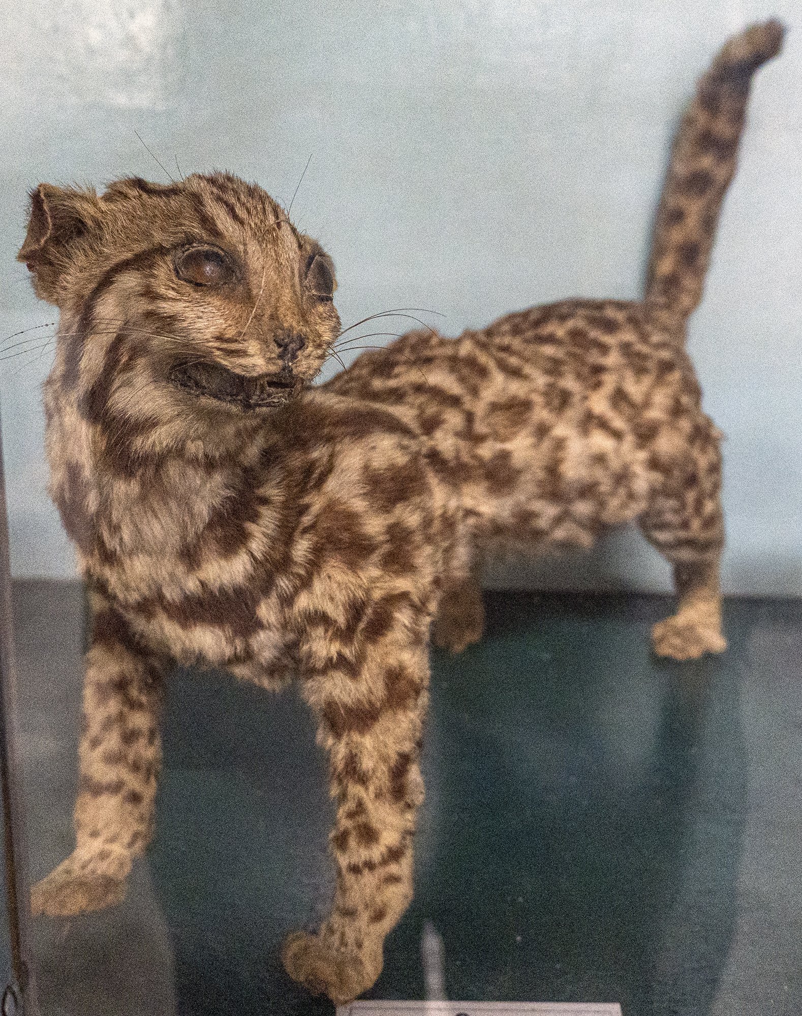 Leopard Cat [Nepal: Natural History Gallery]