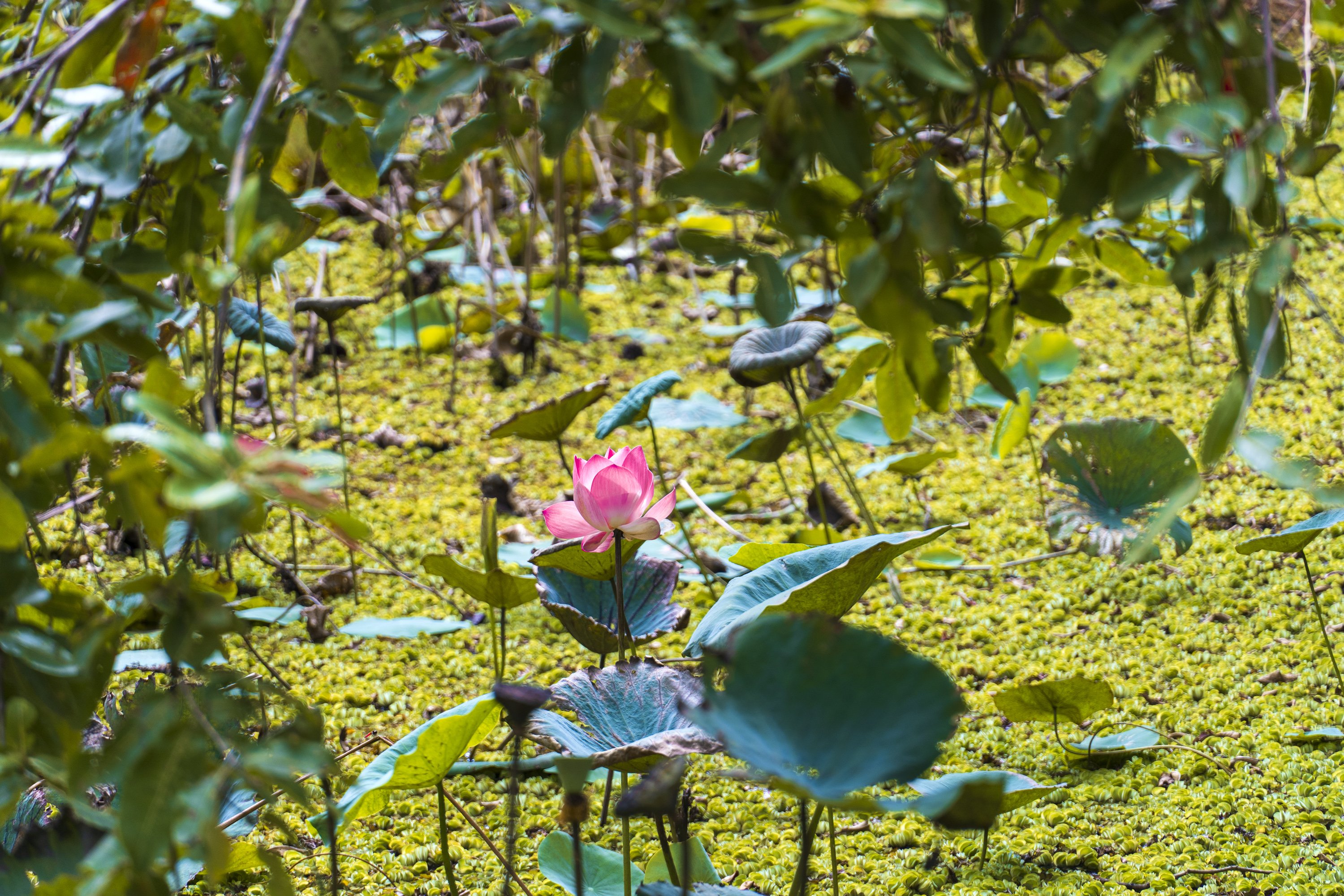 Lotus pond [Sigiriya rock fortress]