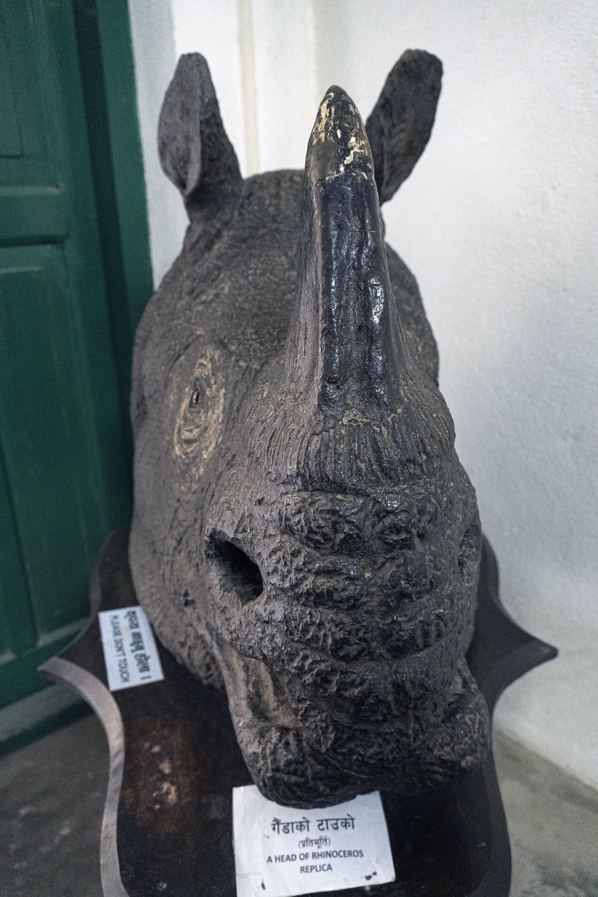 Rhinoceros head [Nepal: Natural History Gallery]