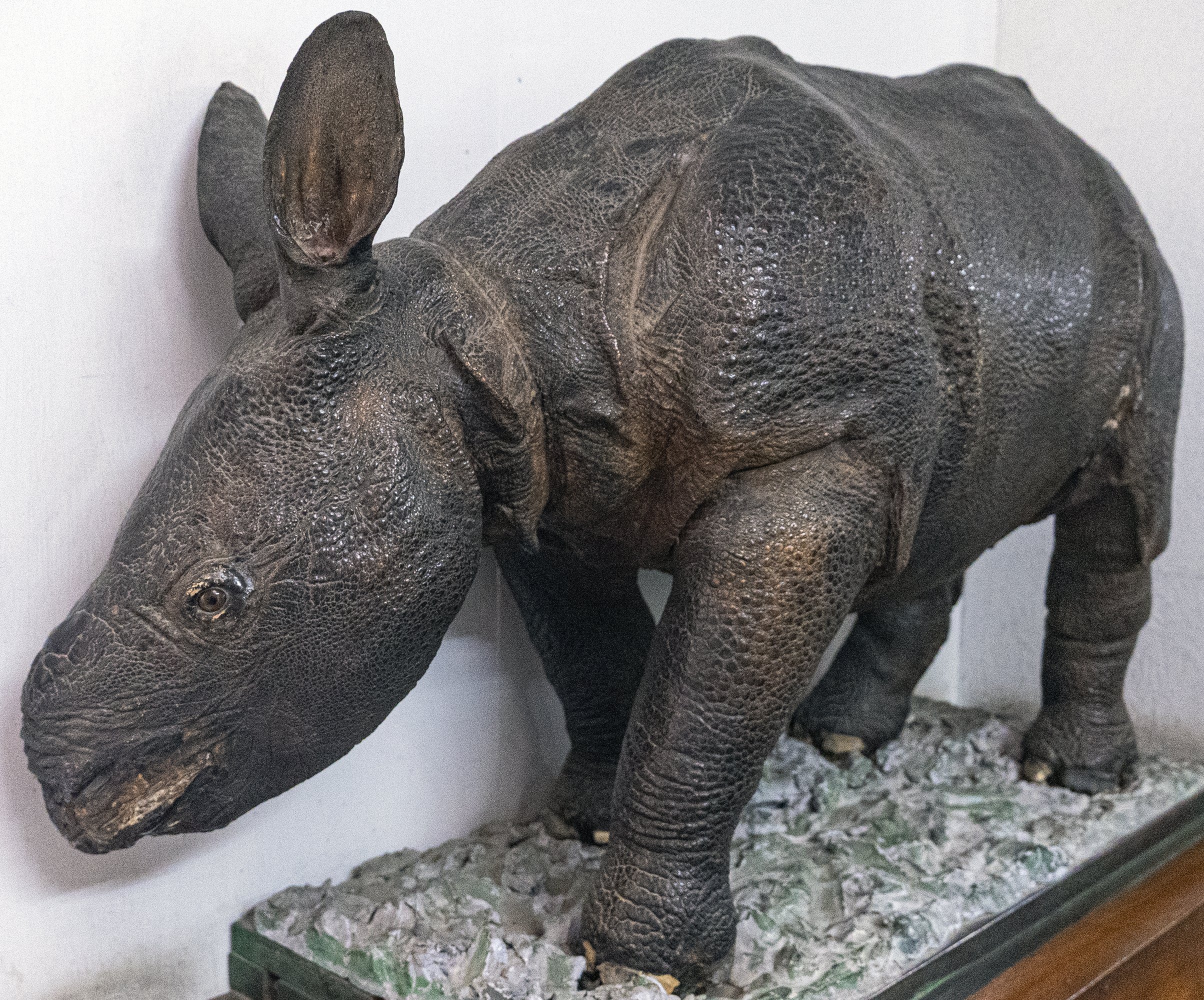 Rhinoceros [Nepal: Natural History Gallery]