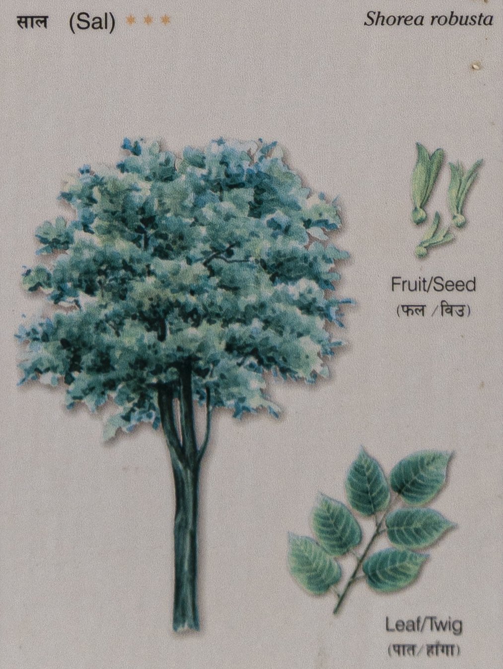 Shorea robusta: Simbolismo y significado