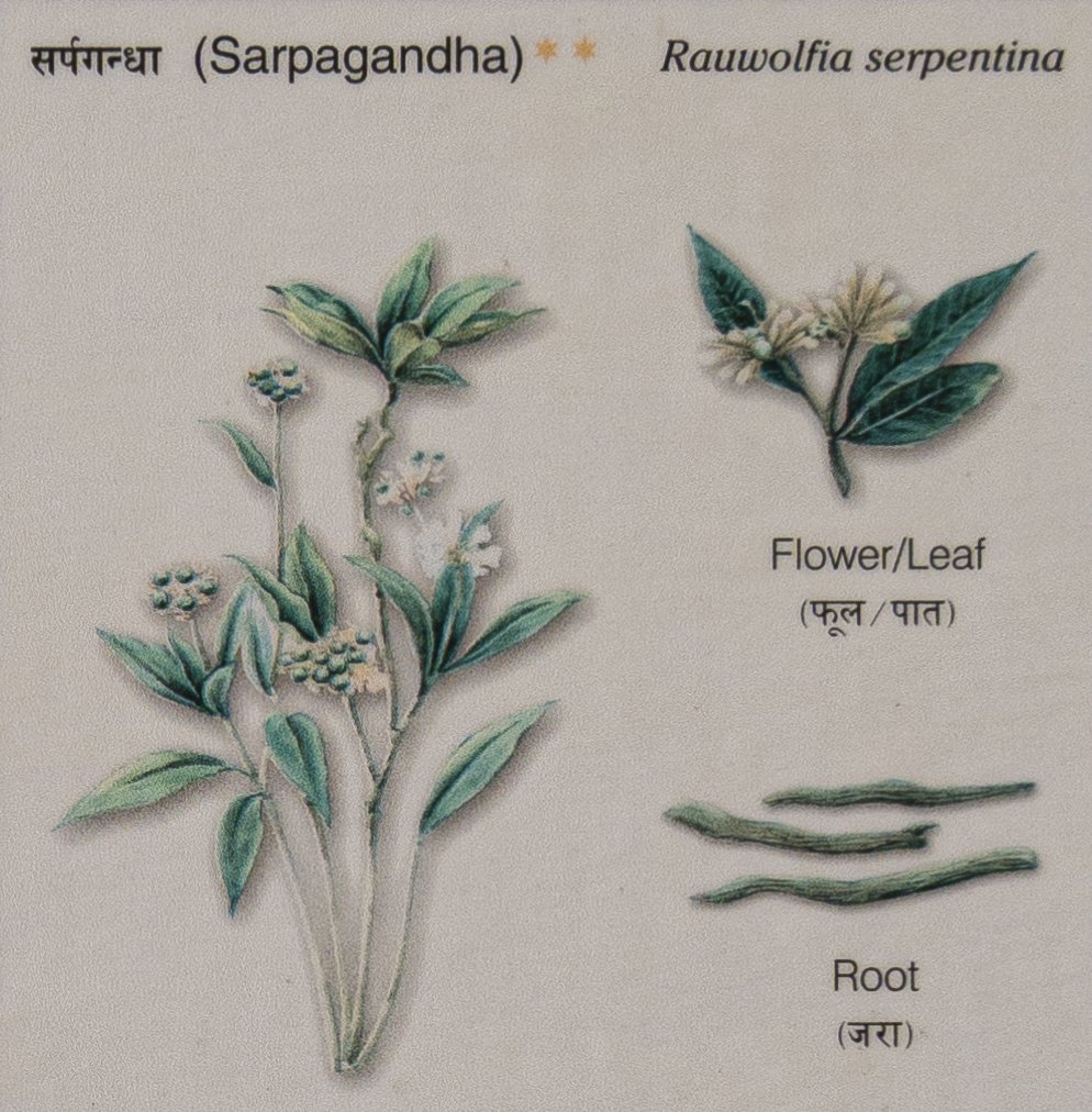Rauwolfia serpentina: Significance and symbolism