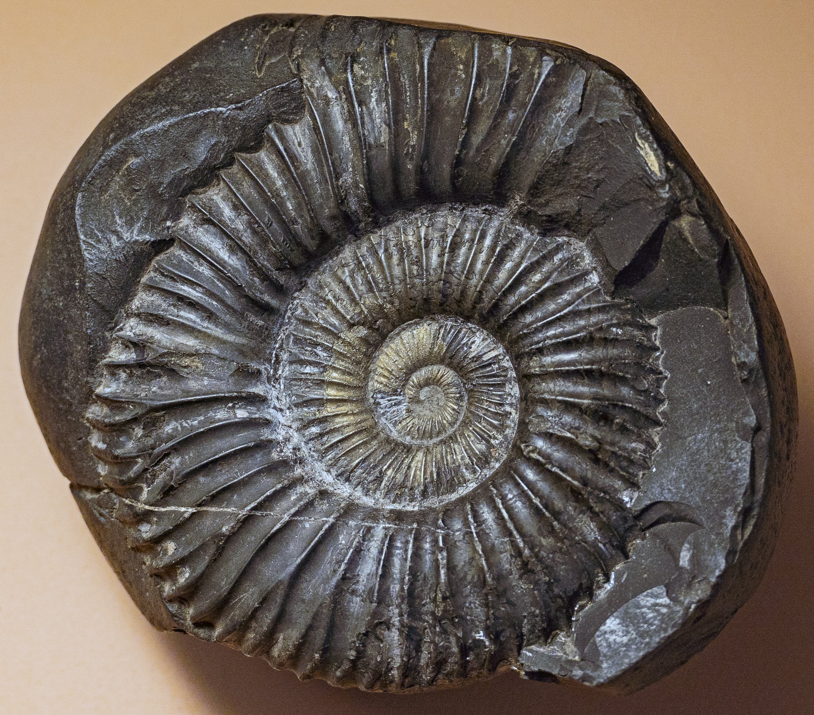 Shaligram (from Nepal) [Patan Museum (Nepal)]