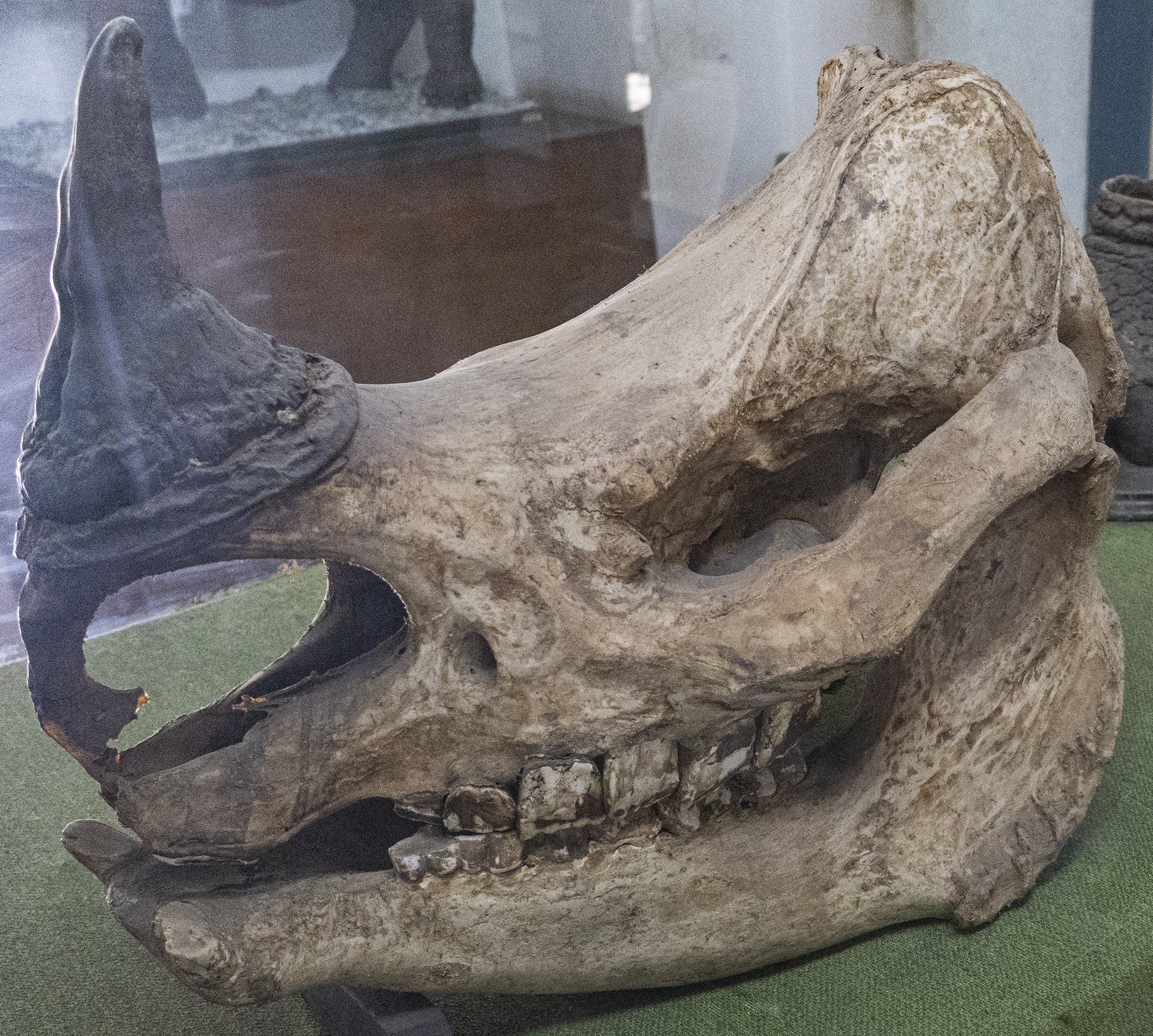 Skull of one-horned Rhinoceros [Nepal: Natural History Gallery]