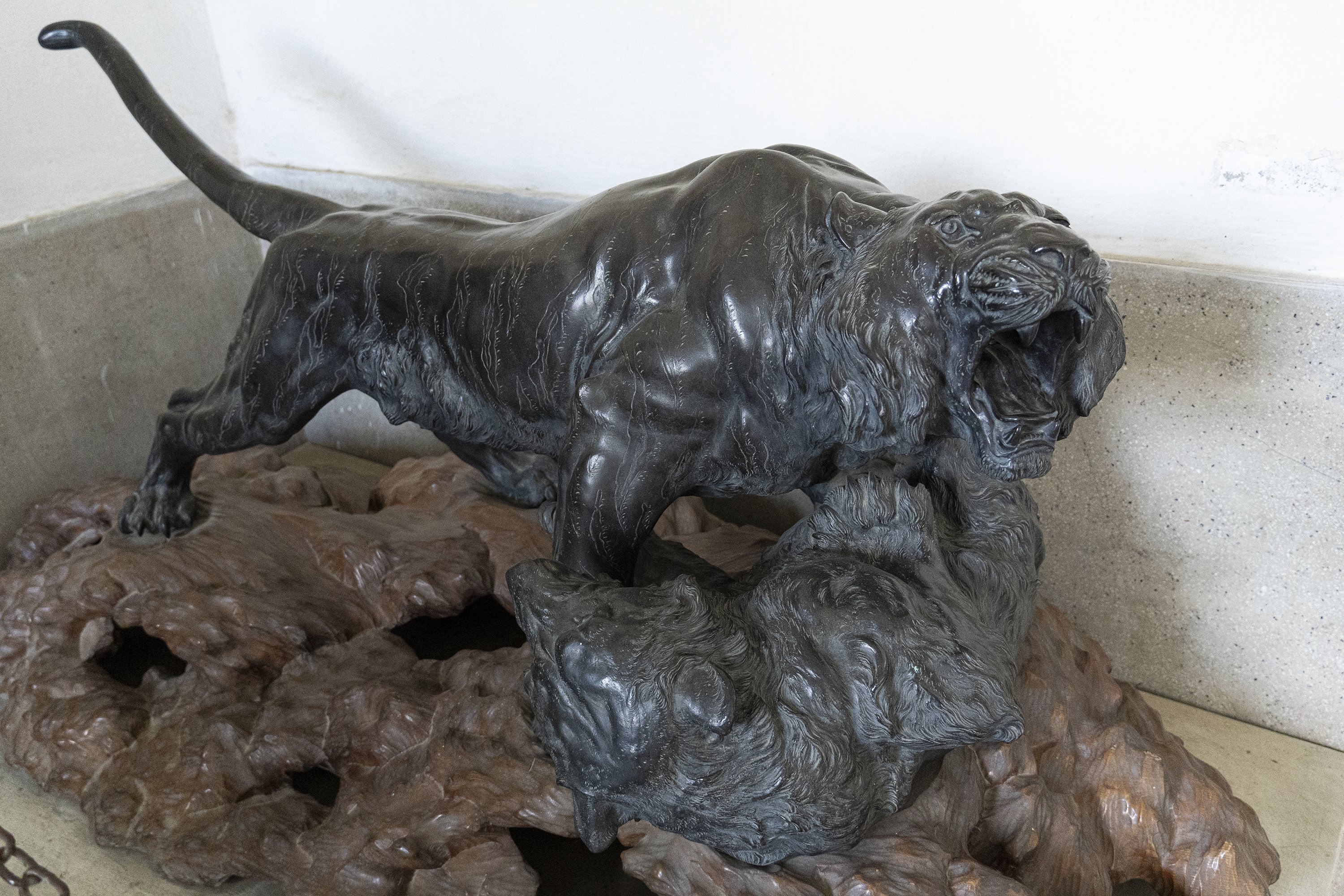 Tiger (Panthera tigris) [Nepal: Natural History Gallery]