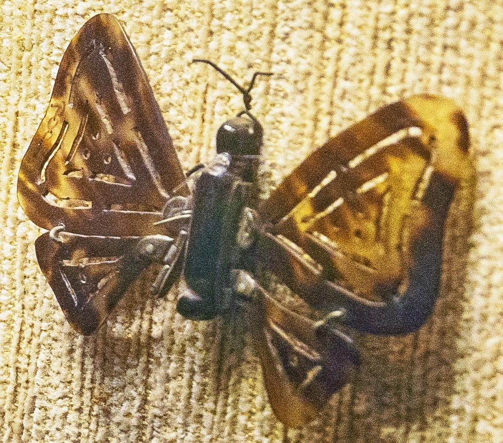 Shari: Simbolismo y significado