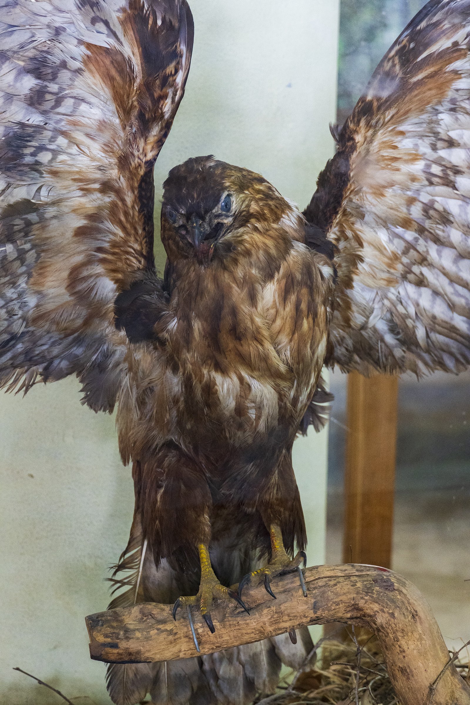 Upland Buzzard (baj) [IMM - Flora and Fauna]