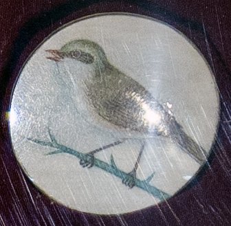 Weaver (bird) (Ivory) [New Delhi Museum—Decorative Arts]