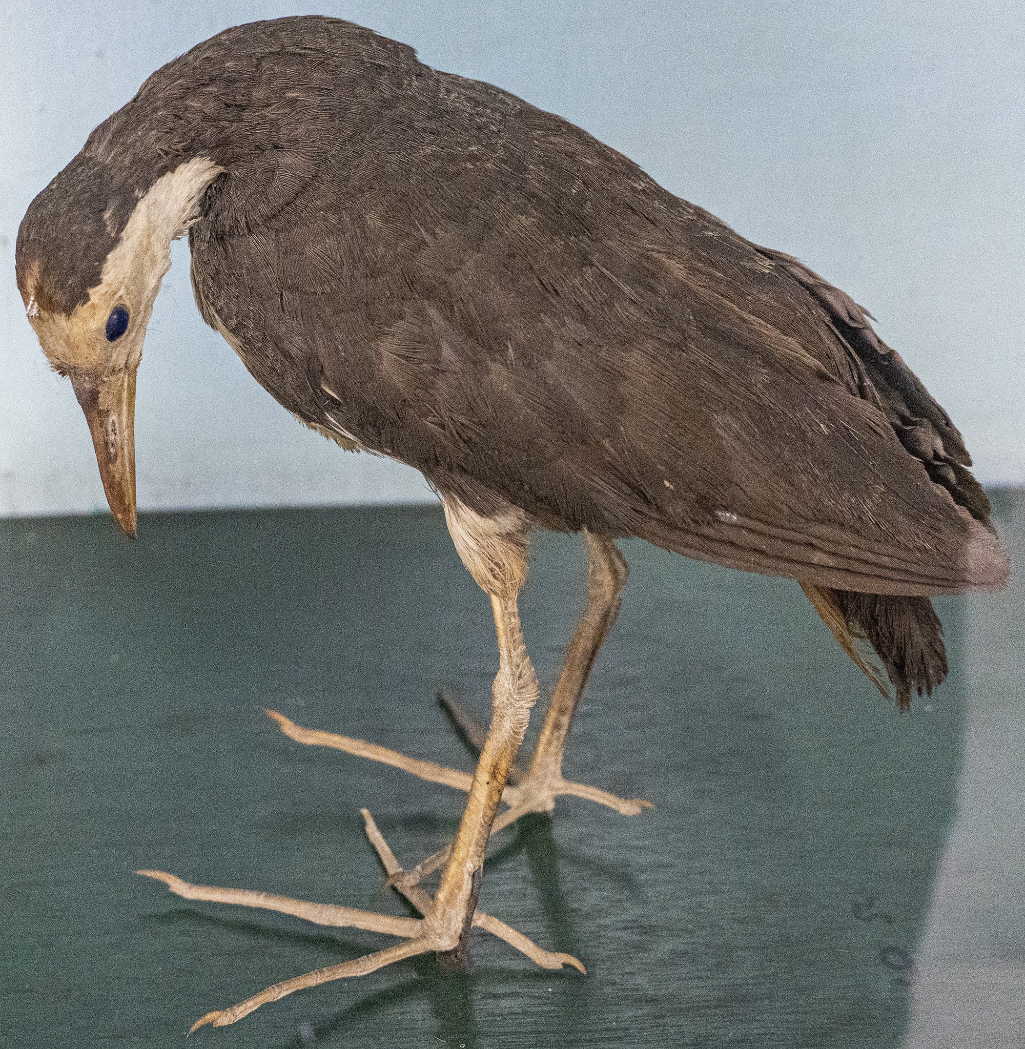 White-breasted Water Hen [Nepal: Natural History Gallery]