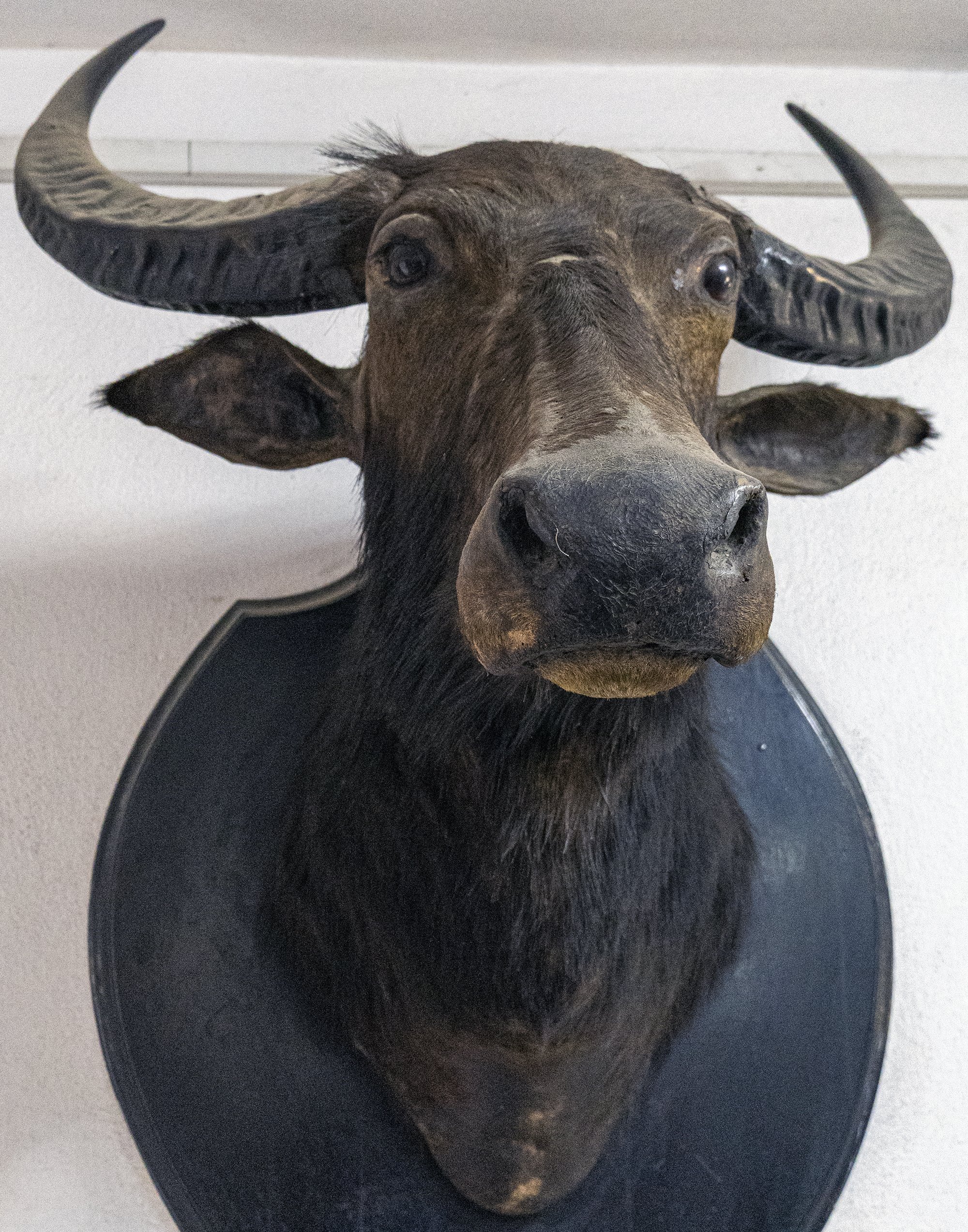 Wild buffalo [Nepal: Natural History Gallery]