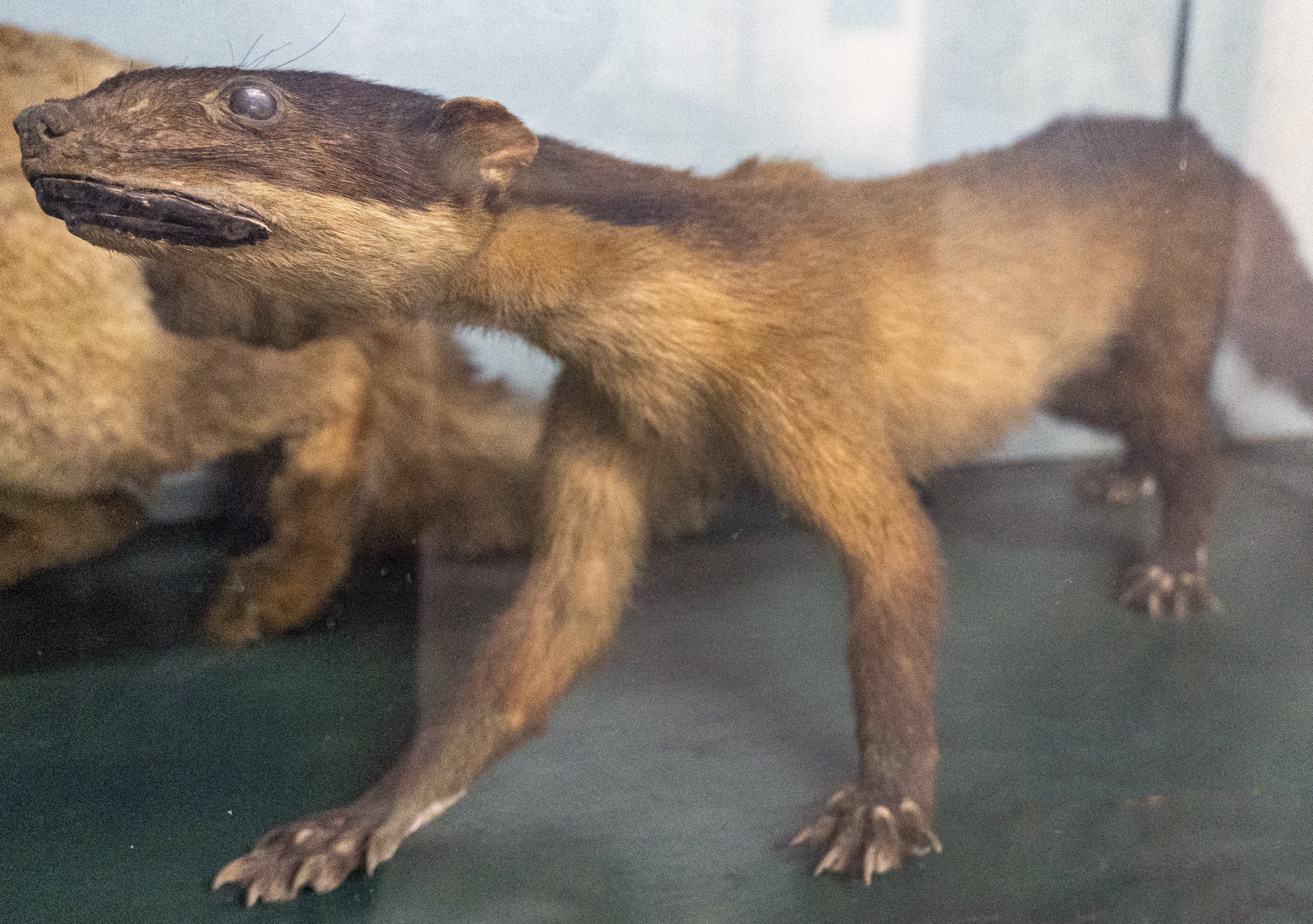 Amarillo: Simbolismo y significado